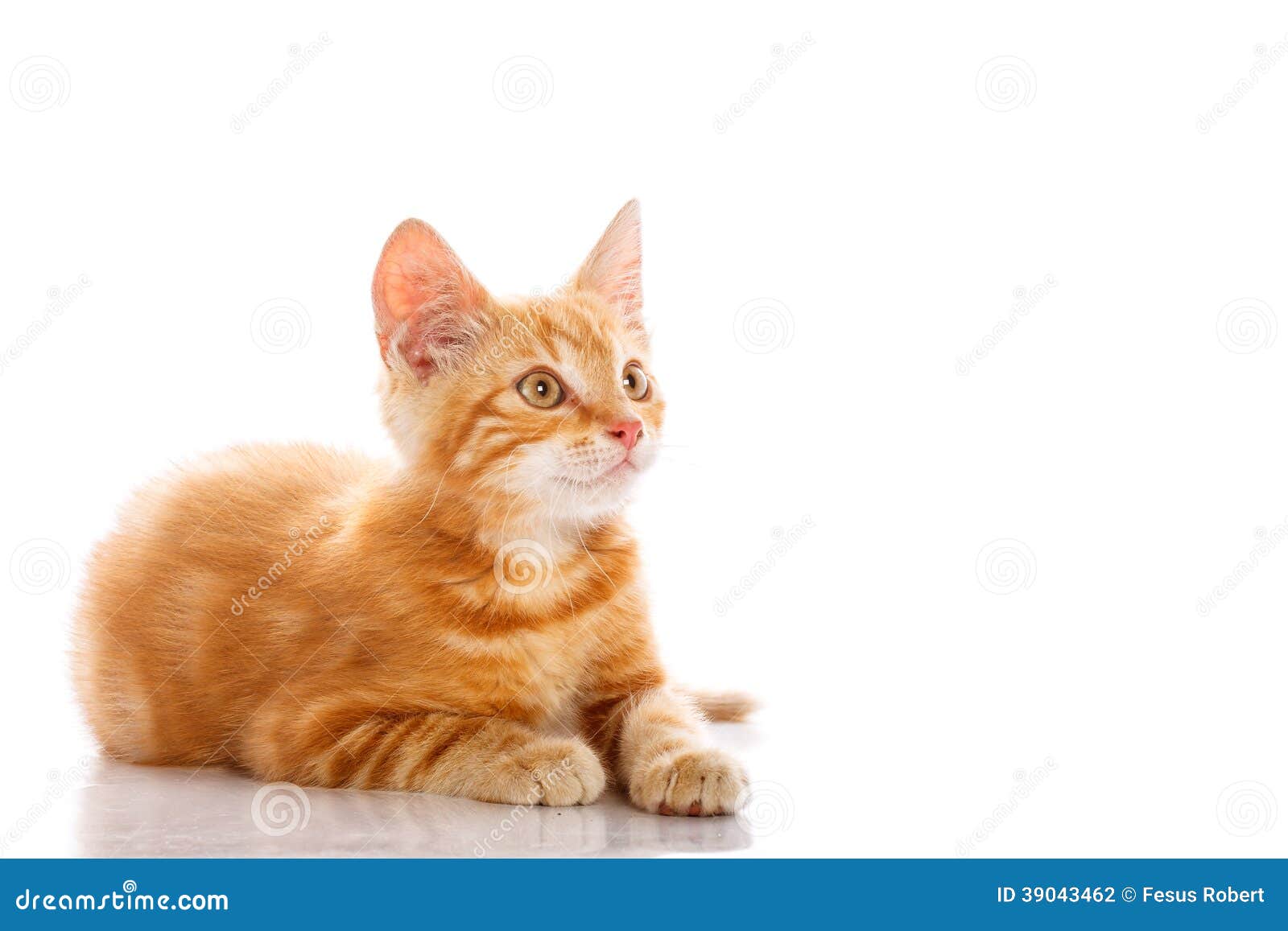 Petit chat rouge photo stock. Image du fourrure, beau - 39043462
