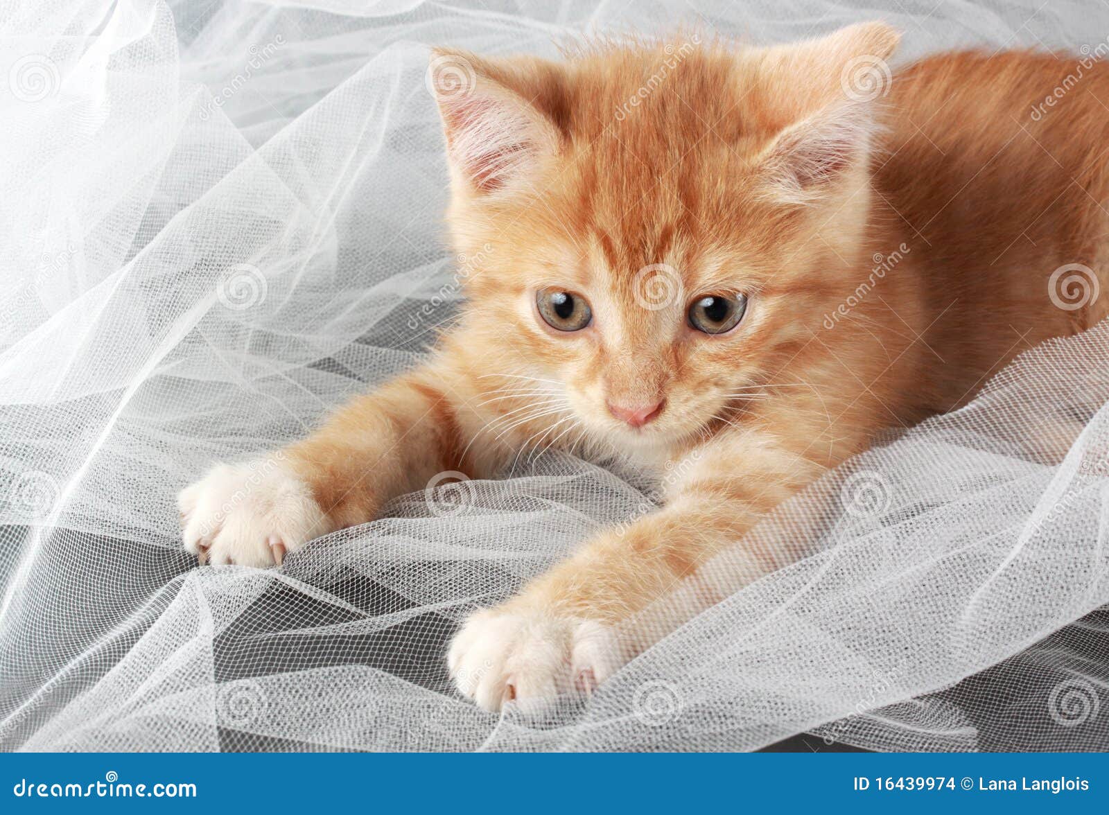 Petit chaton mignon photo stock. Image du félin, clou - 16439974