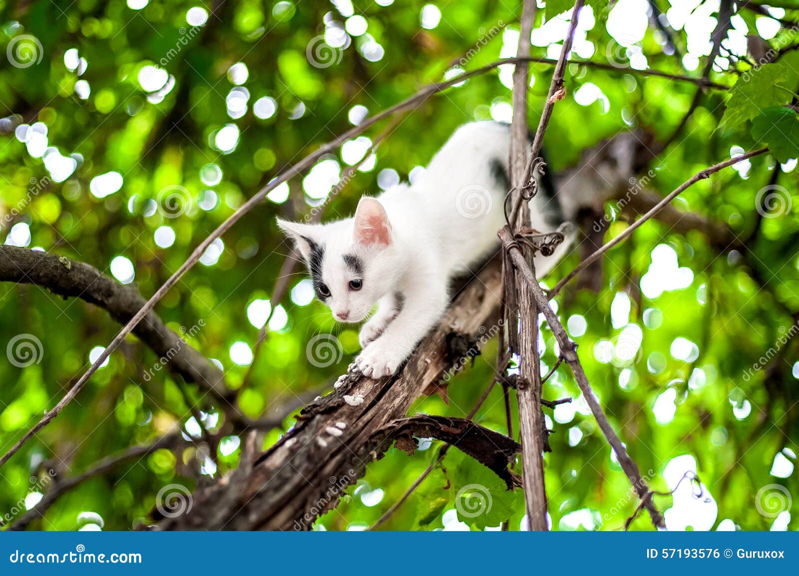 Petit Chaton Mignon Sur L'arbre Dans Le Jardin Photo stock - Image du ...