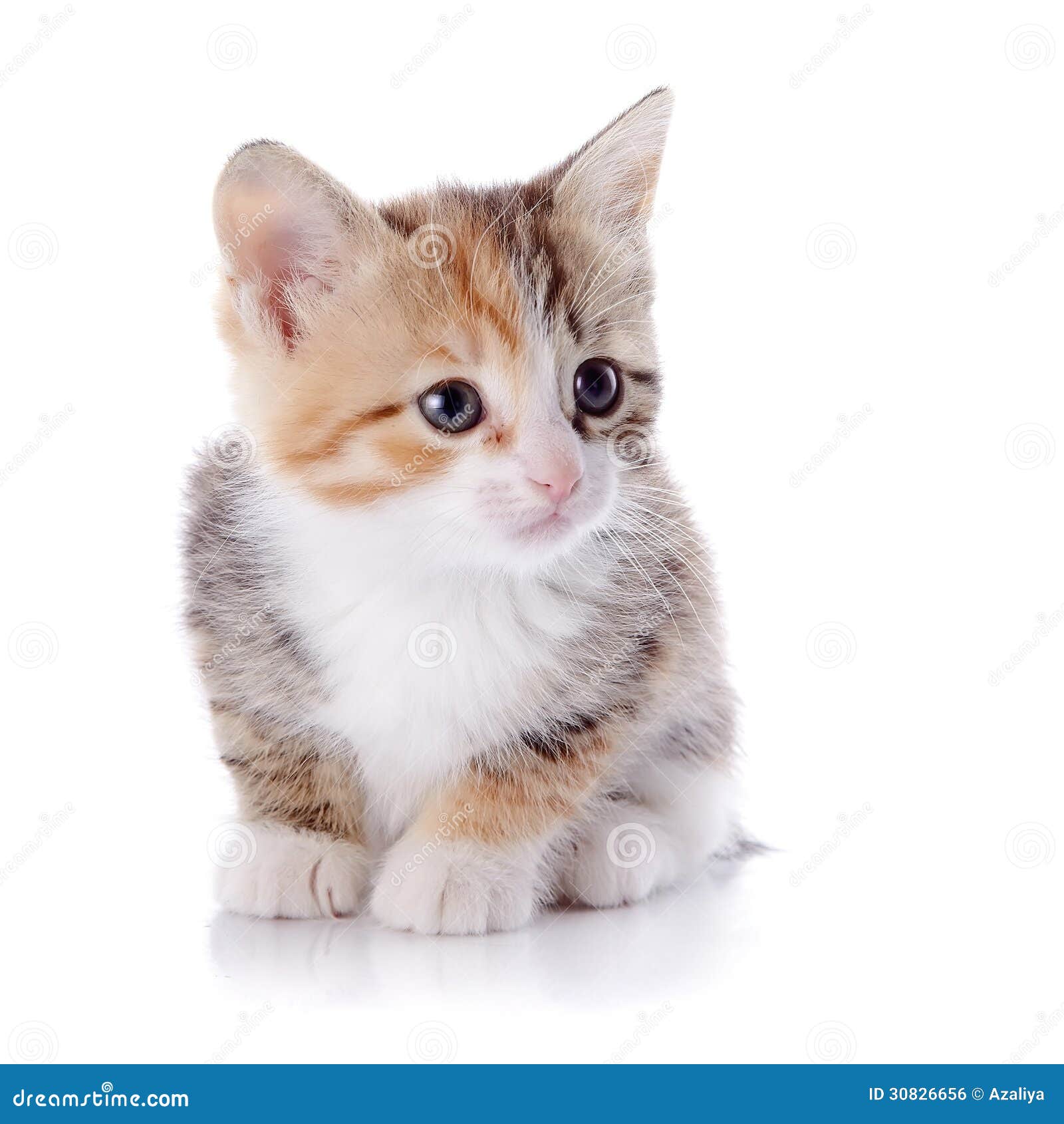 Petit chaton multicolore. photo stock. Image du chat - 30826656