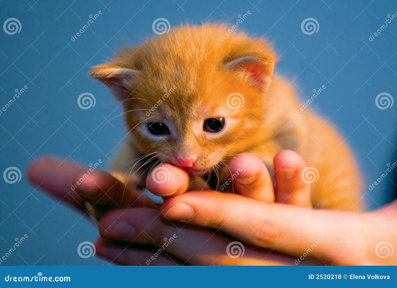 Petit chaton rouge photo stock. Image du chat, chats, rouge - 2520218