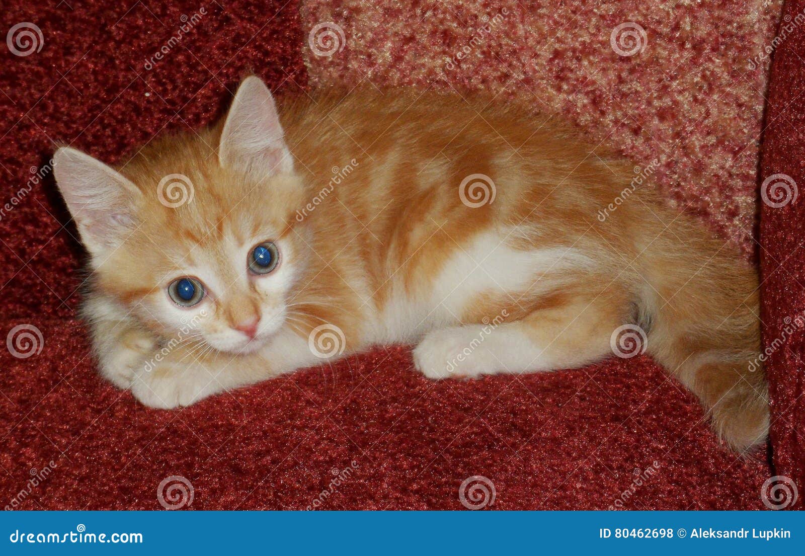 Petit chaton rouge photo stock. Image du rouge, affectueux - 80462698