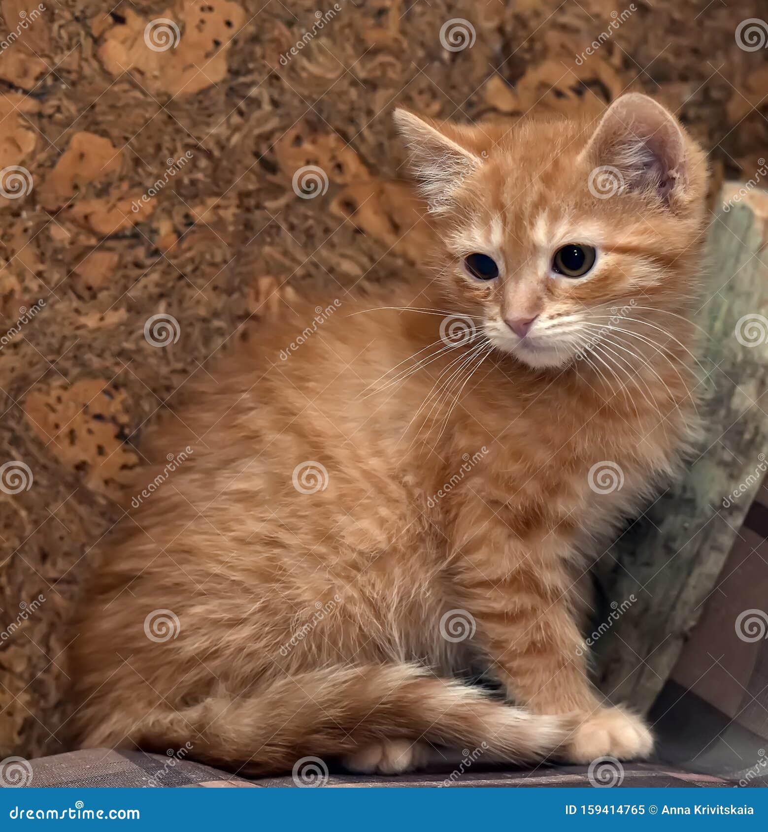 Petit Chaton Roux Et Triste Image stock - Image du fond, chat: 159414765