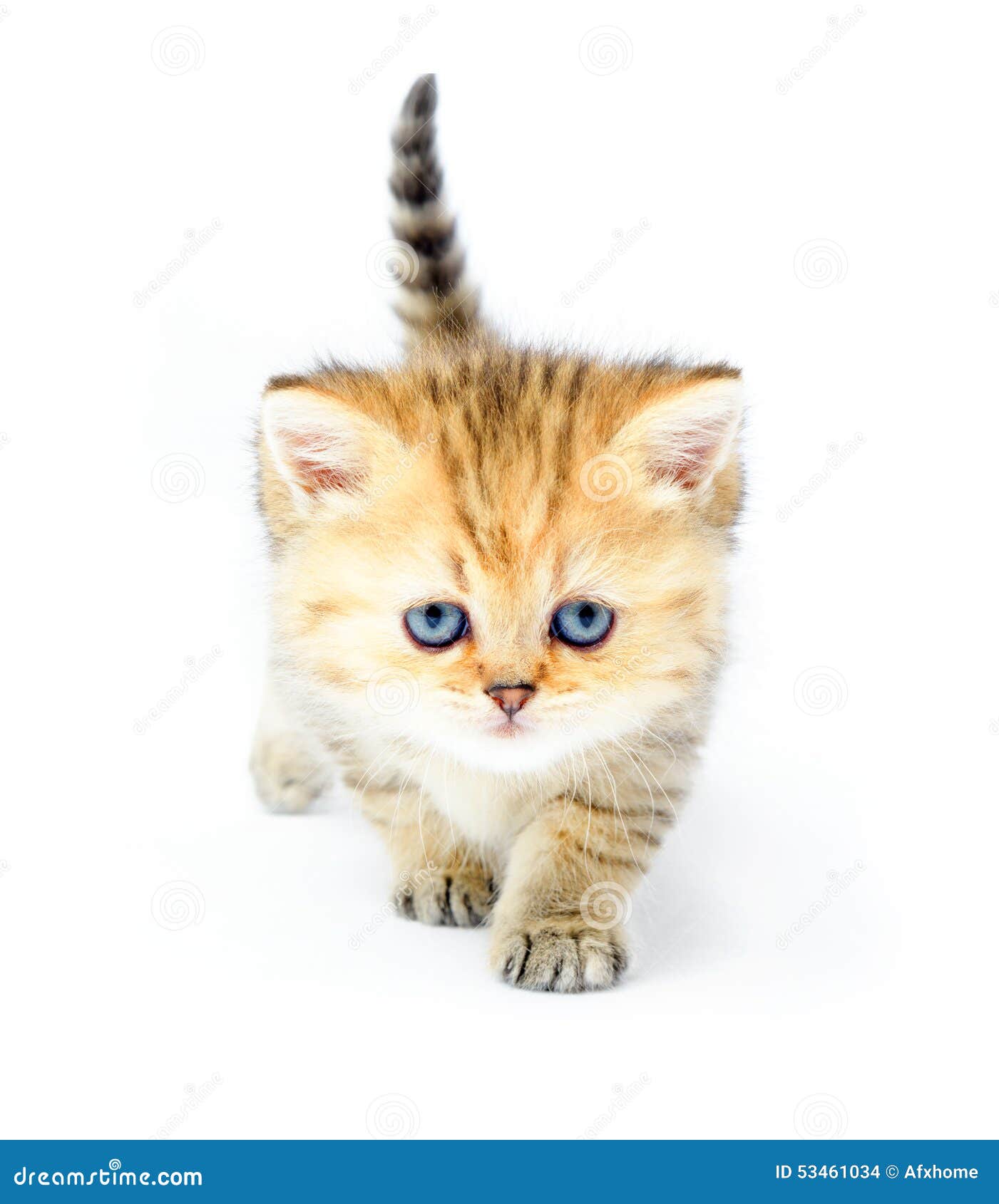 Petit Chaton Roux Sur Le Fond Blanc Photo stock - Image du purebred ...