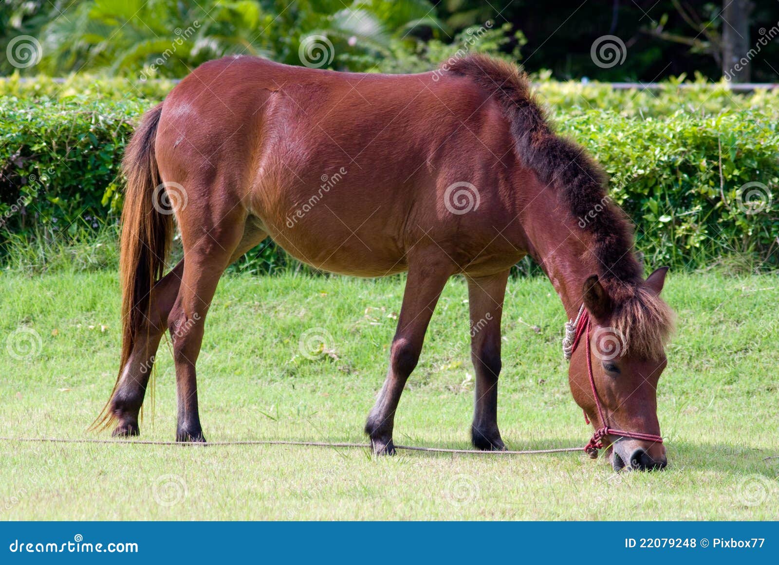 Petit cheval photo stock. Image du cheval, pays, herbe - 22079248