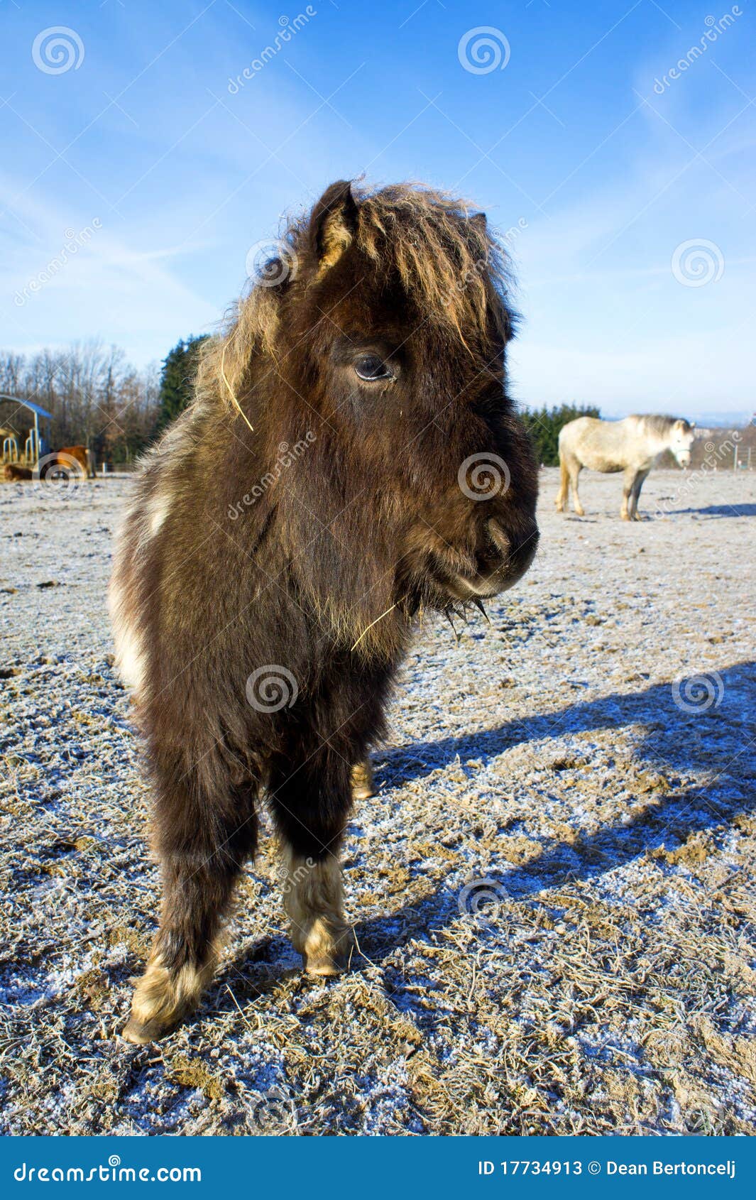 Petit cheval de poney image stock. Image du cordon, miniature - 17734913