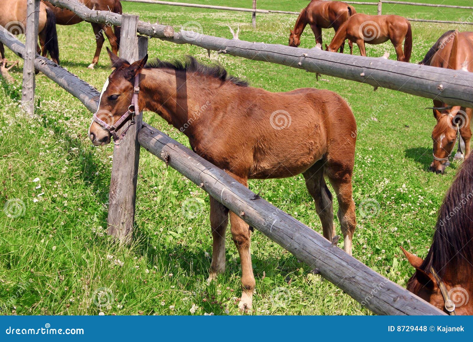 Petit Cheval Sur Le Champ Vert Photo stock - Image du ressort, été: 8729448