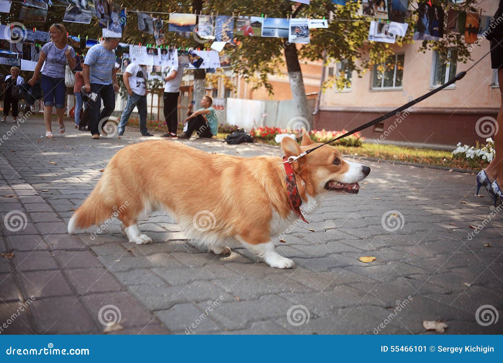 Petit chien de corgi photo éditorial. Image du maison - 55466101