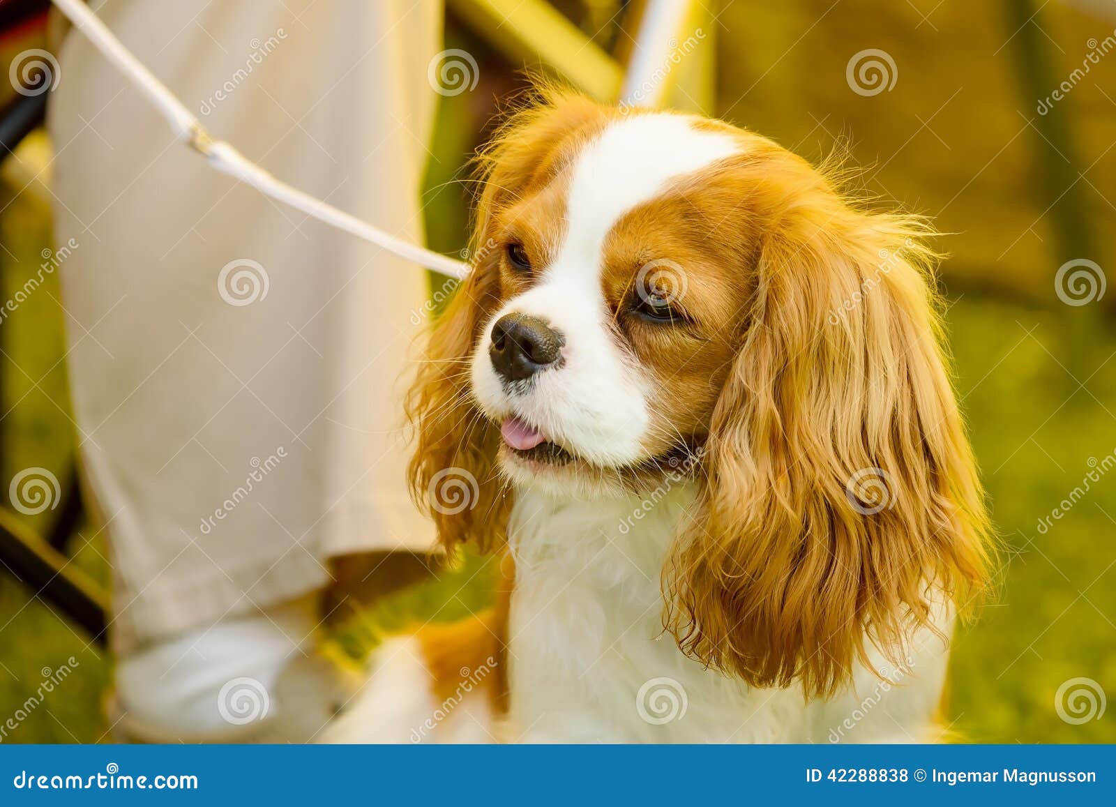Petit chien mignon photo stock. Image du longtemps, oreilles - 42288838