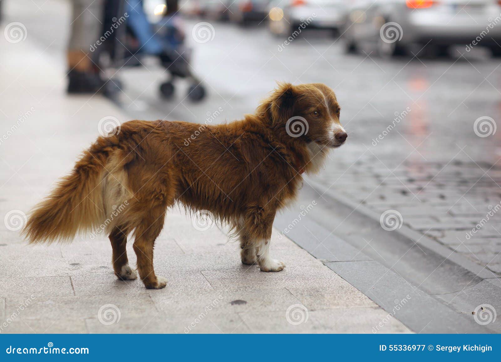 Petit chien mignon roux image stock. Image of mignon - 55336977