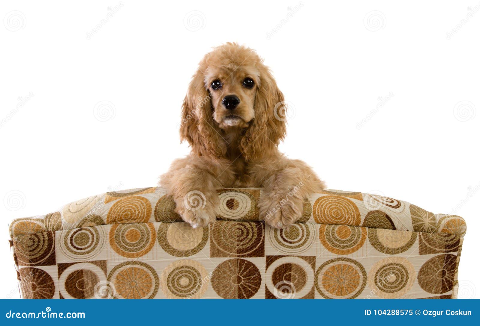 Petit Chiot D'or Mignon De Cocker Image stock - Image du obéissant ...