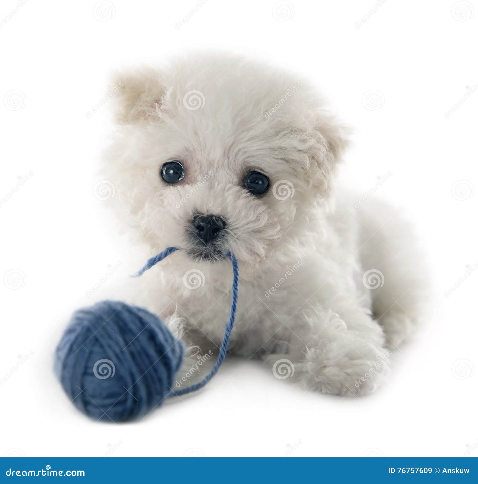 Petit Chiot Mignon De Bichon Frise Image stock - Image du studio ...