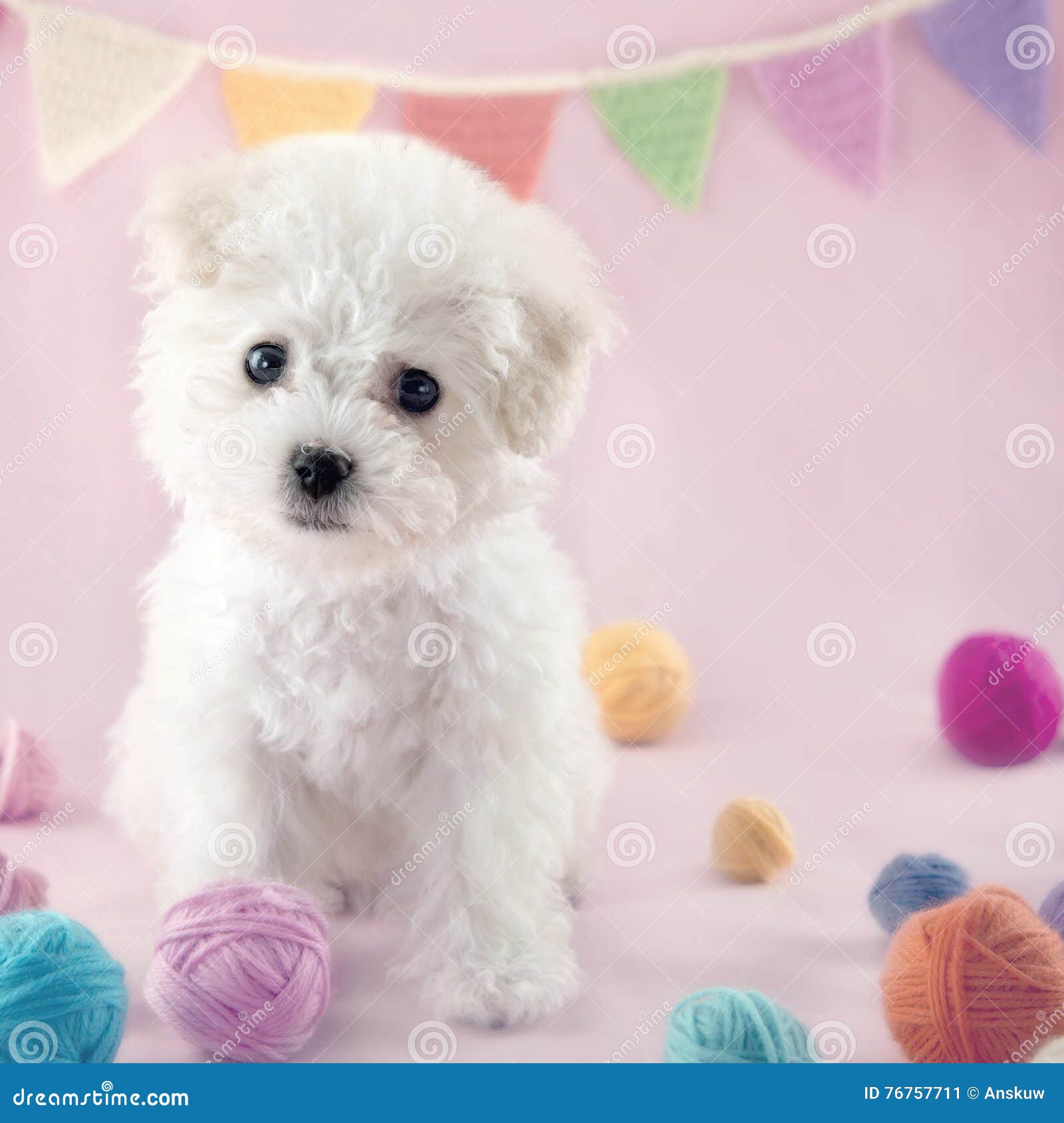 Petit Chiot Mignon De Bichon Frise Image stock - Image du mignon ...