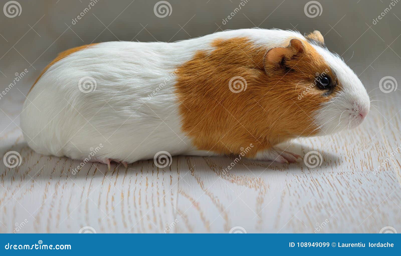 Petit Cobaye Mignon D'isolement Image stock - Image du animal, regarder ...