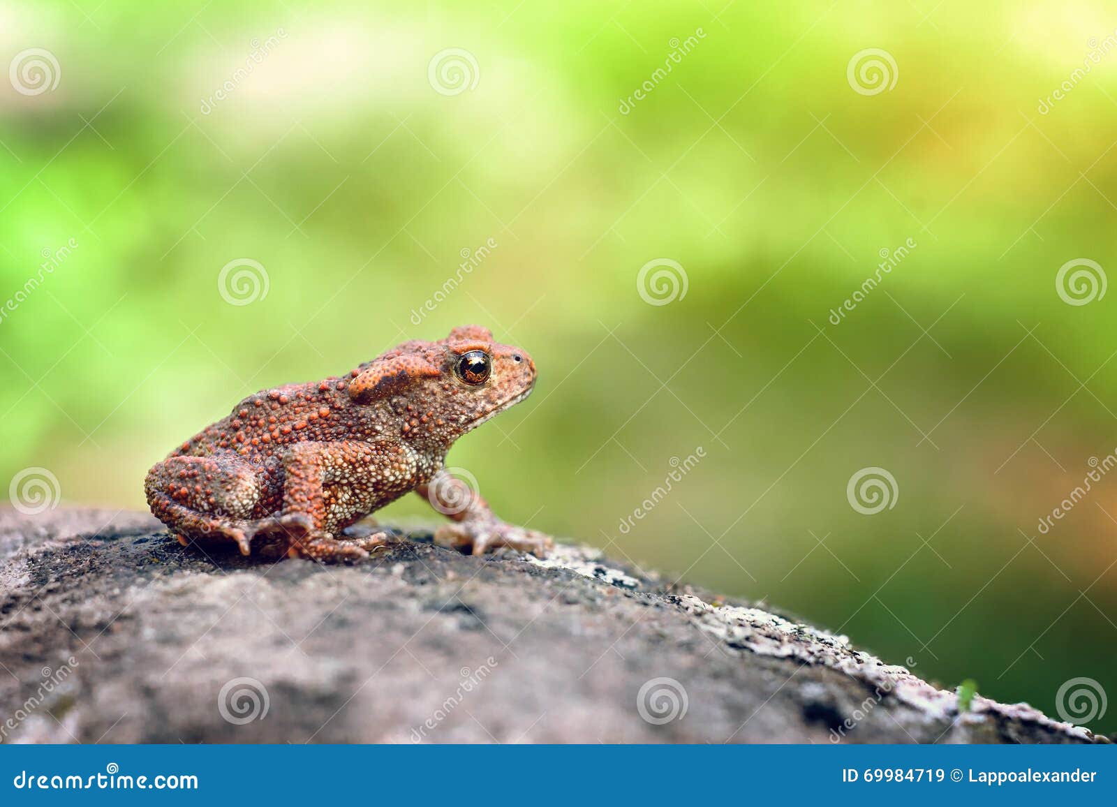 Petit crapaud image stock. Image du roche, faune, nature - 69984719