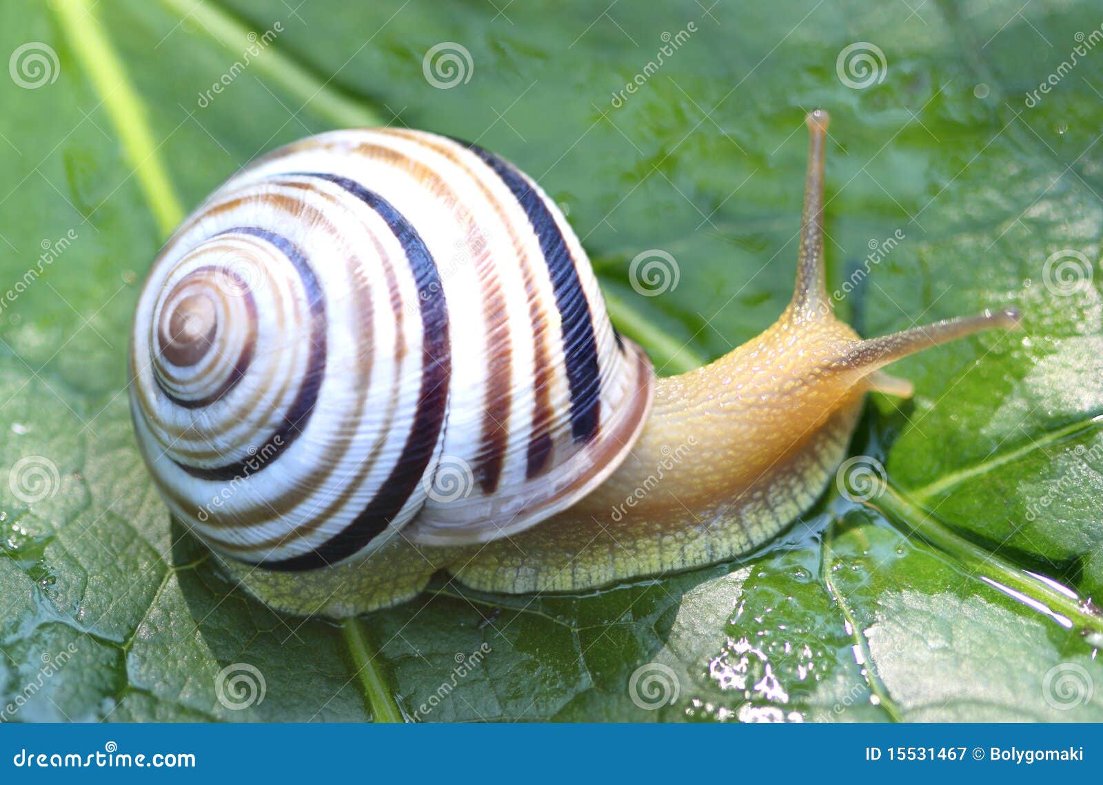 Petit escargot image stock. Image du soleil, escargot - 15531467