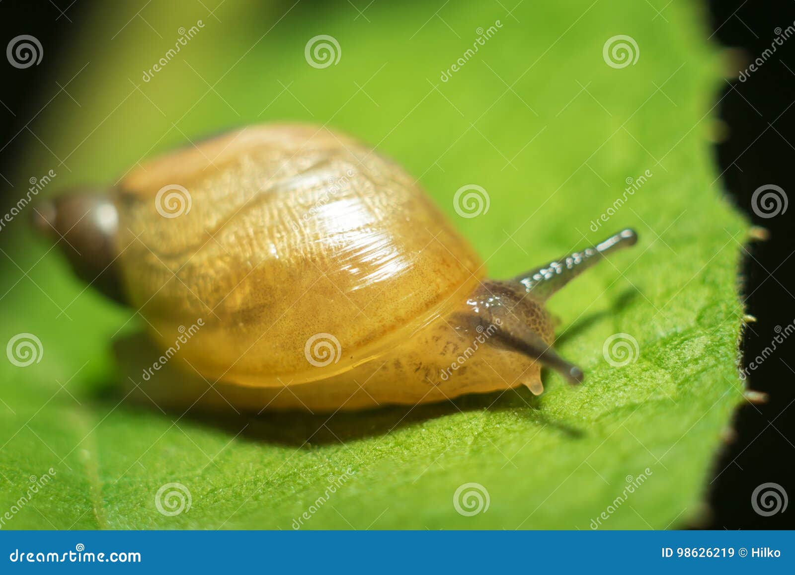 Petit escargot transparent image stock. Image du baisse - 98626219