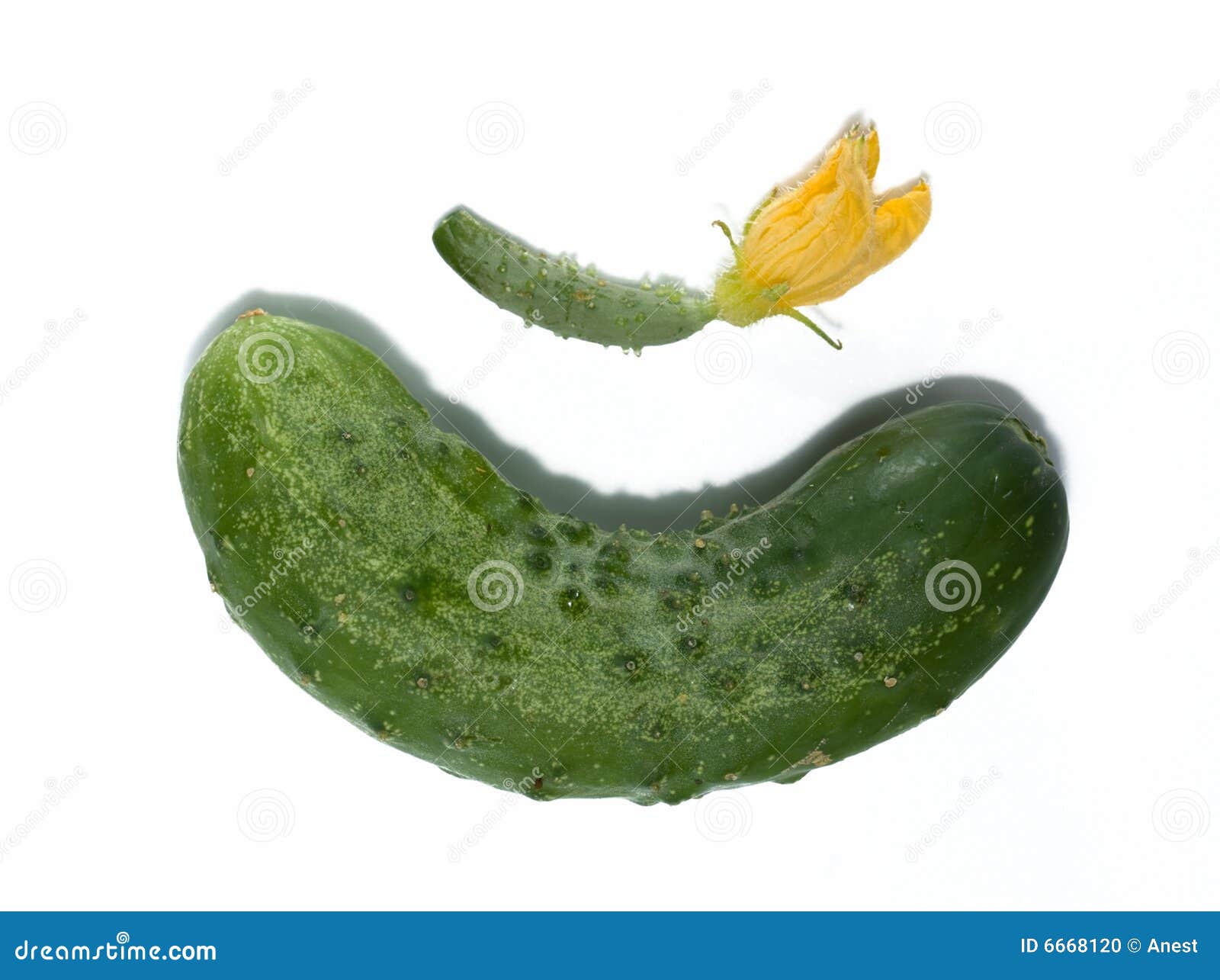 Petit Frais De Grands Concombres Photo stock - Image du mangez ...