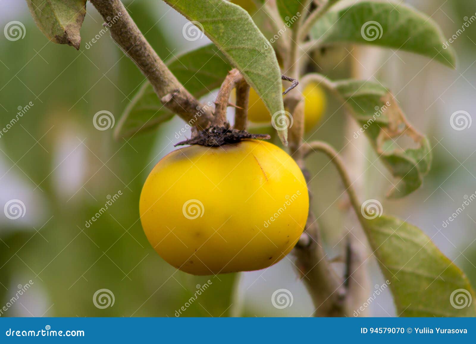 Petit Fruit Jaune Sur L'arbre Photo stock - Image du membre, régime ...
