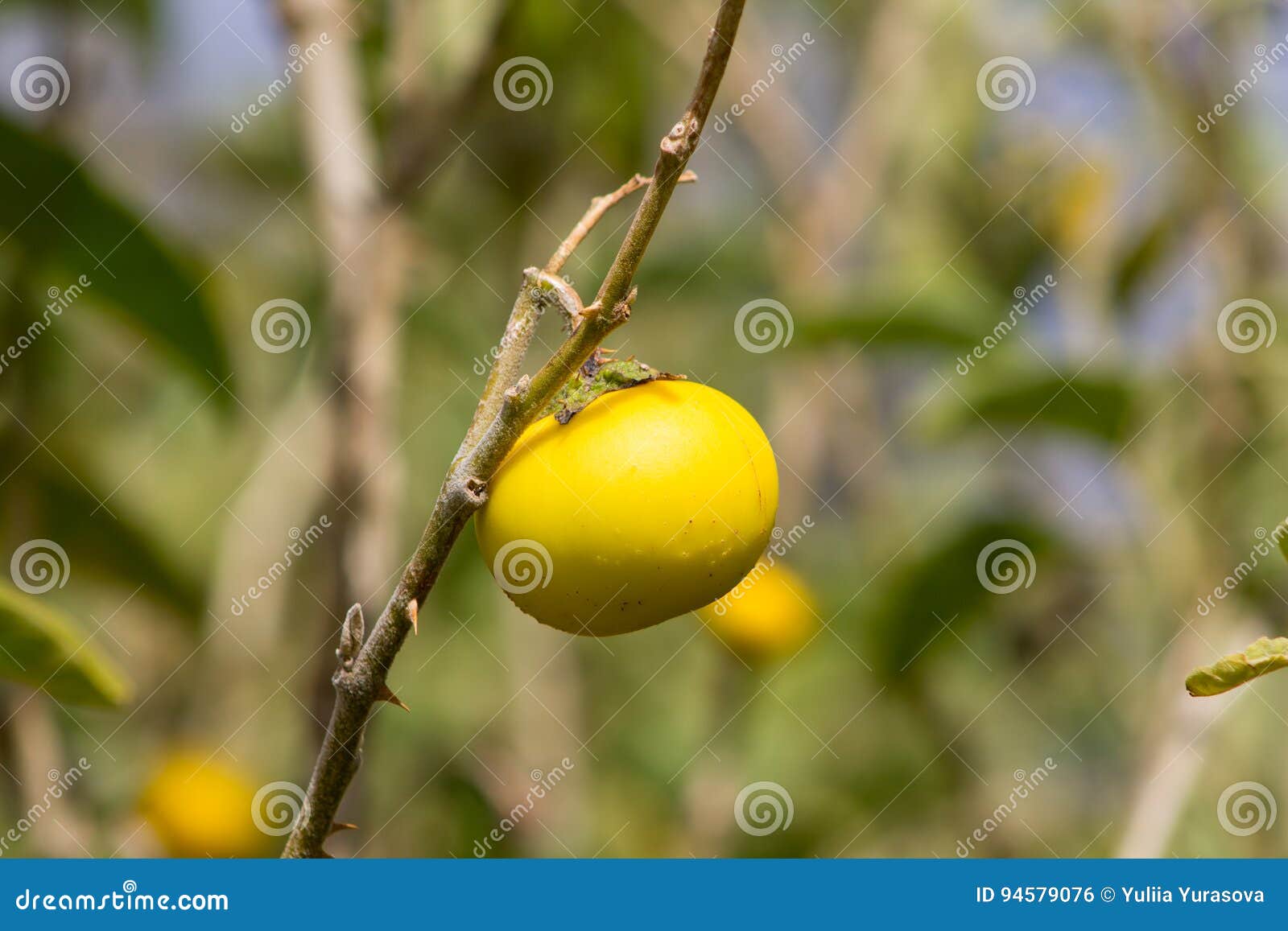 Petit Fruit Jaune Sur L'arbre Photo stock - Image du régime, lame: 94579076