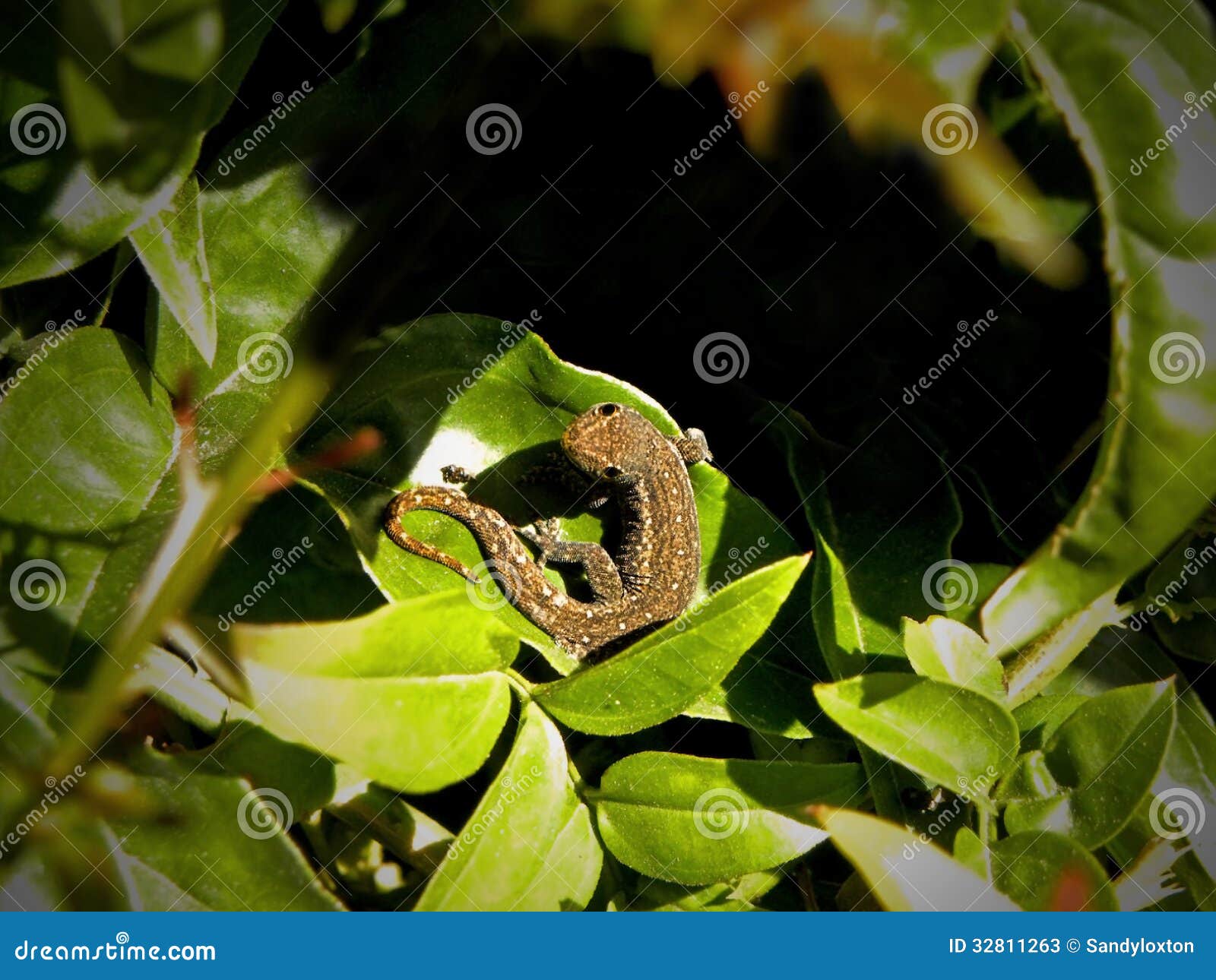 Petit gecko image stock. Image du lézard, lézards, petit - 32811263