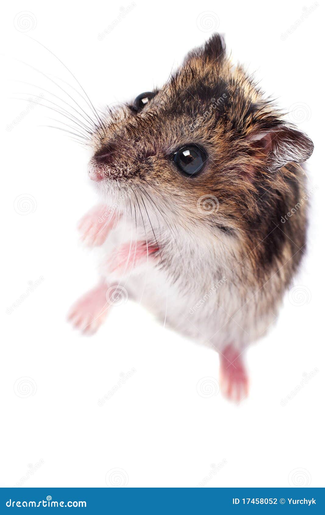 Petit Hamster Mignon D'isolement Sur Le Blanc Photo stock - Image of ...