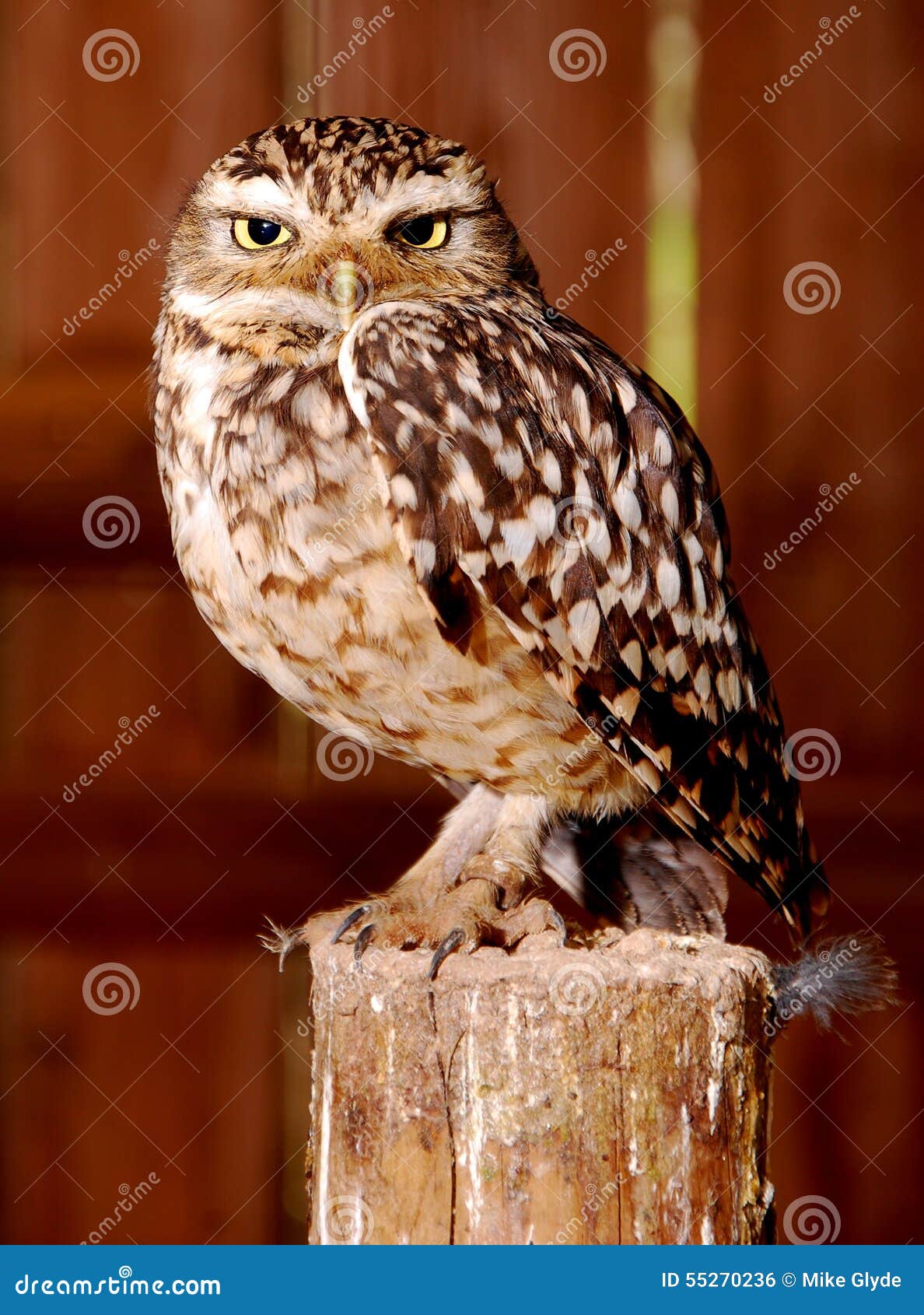 Petit hibou photo stock. Image du brun, repèré, oiseau - 55270236