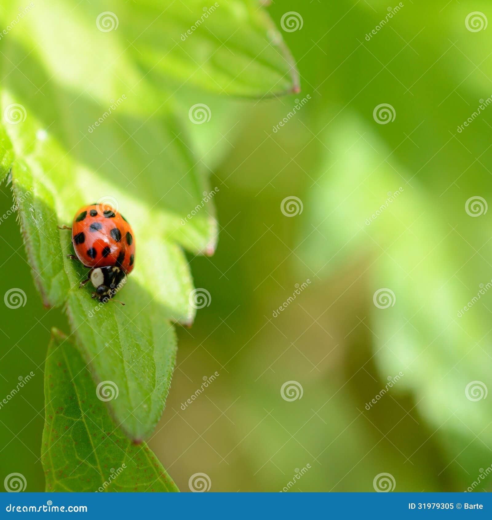 Petit insecte image stock. Image du anomalie, saisonnier - 31979305