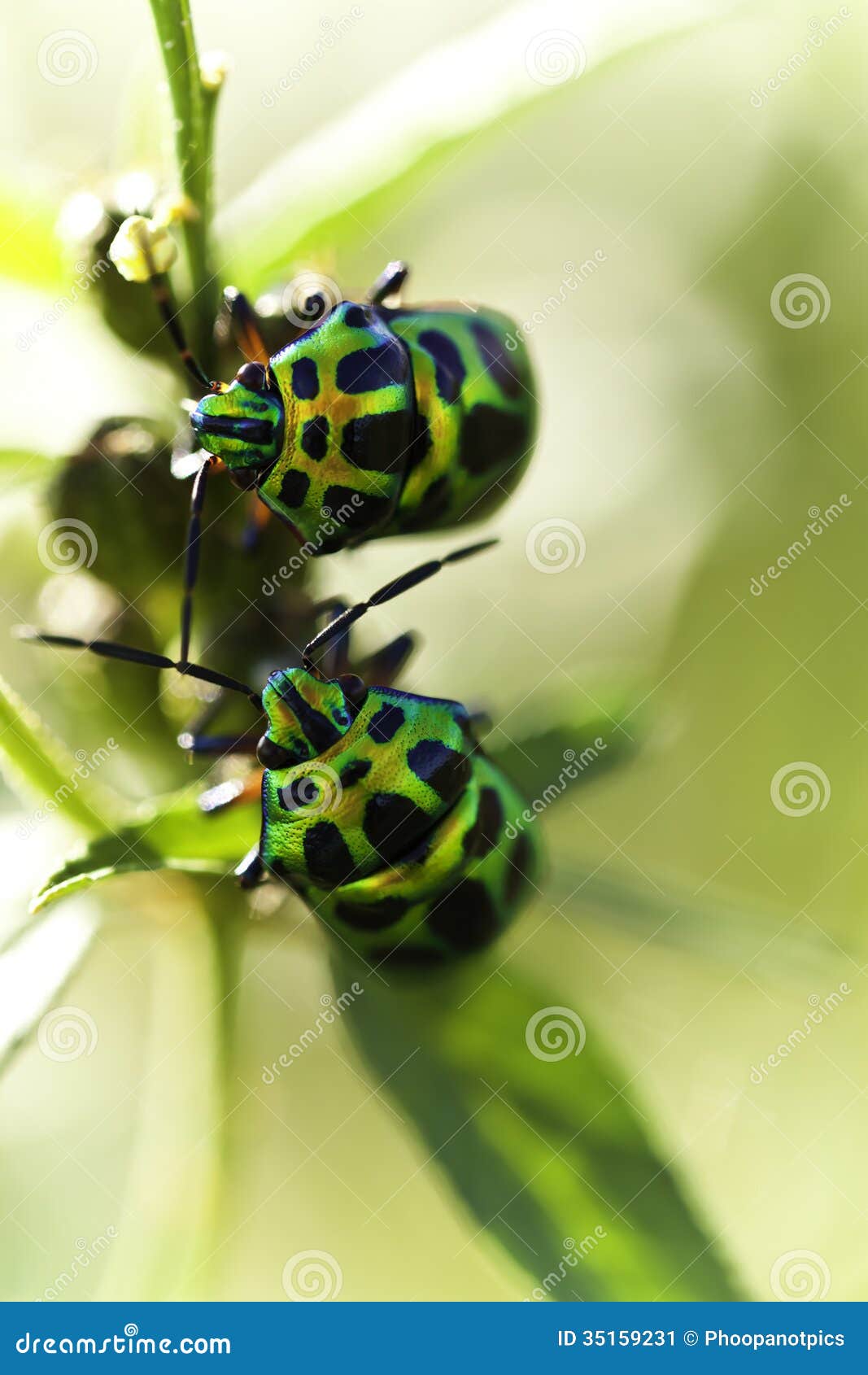 Petit insecte image stock. Image du papillon, jardin - 35159231