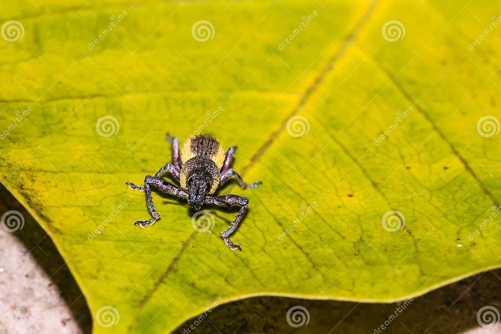 Petit insecte image stock. Image du klaxon, sauterelle - 72369021