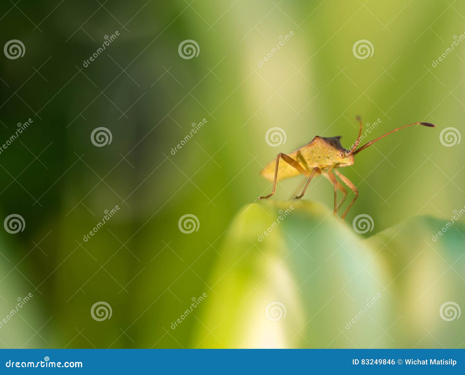 Petit insecte brun photo stock. Image du coléoptère, lame - 83249846