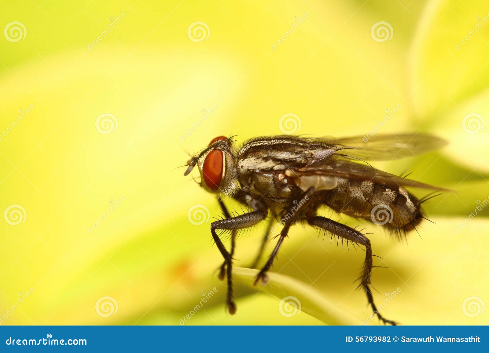 Petit insecte de mouche photo stock. Image du studio - 56793982