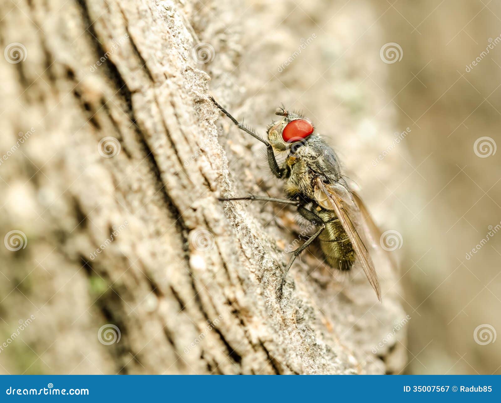 Petit Insecte De Mouche Avec Les Yeux Rouges Image stock - Image du ...