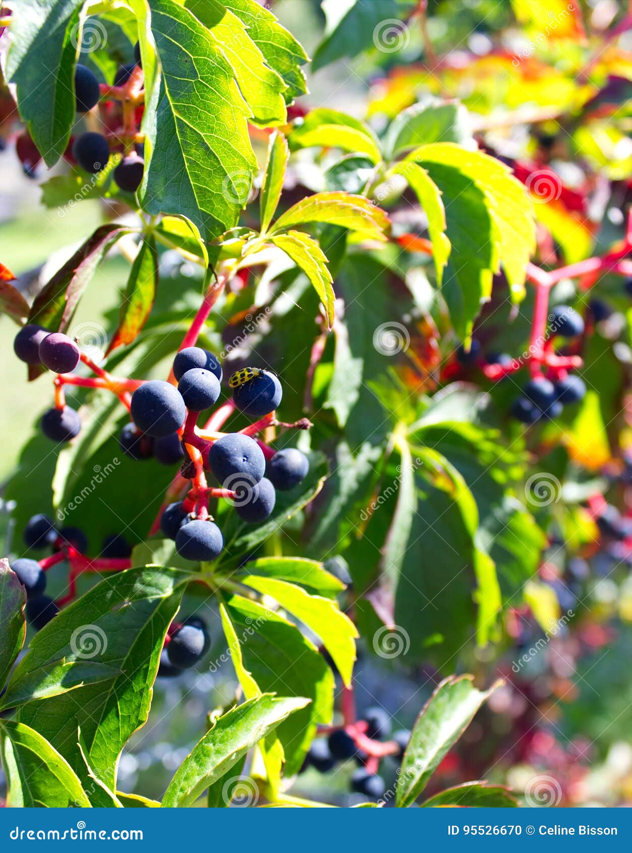 Petit Insecte Jaune Et Noir Minuscule Sur Un Fruit Photo stock - Image ...