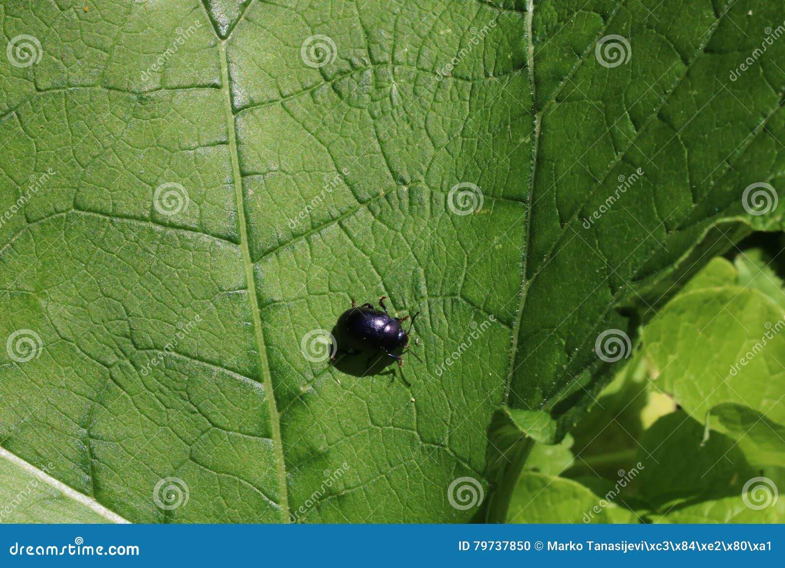 Petit Insecte Noir Mignon Sur La Feuille Verte Photo stock - Image du ...
