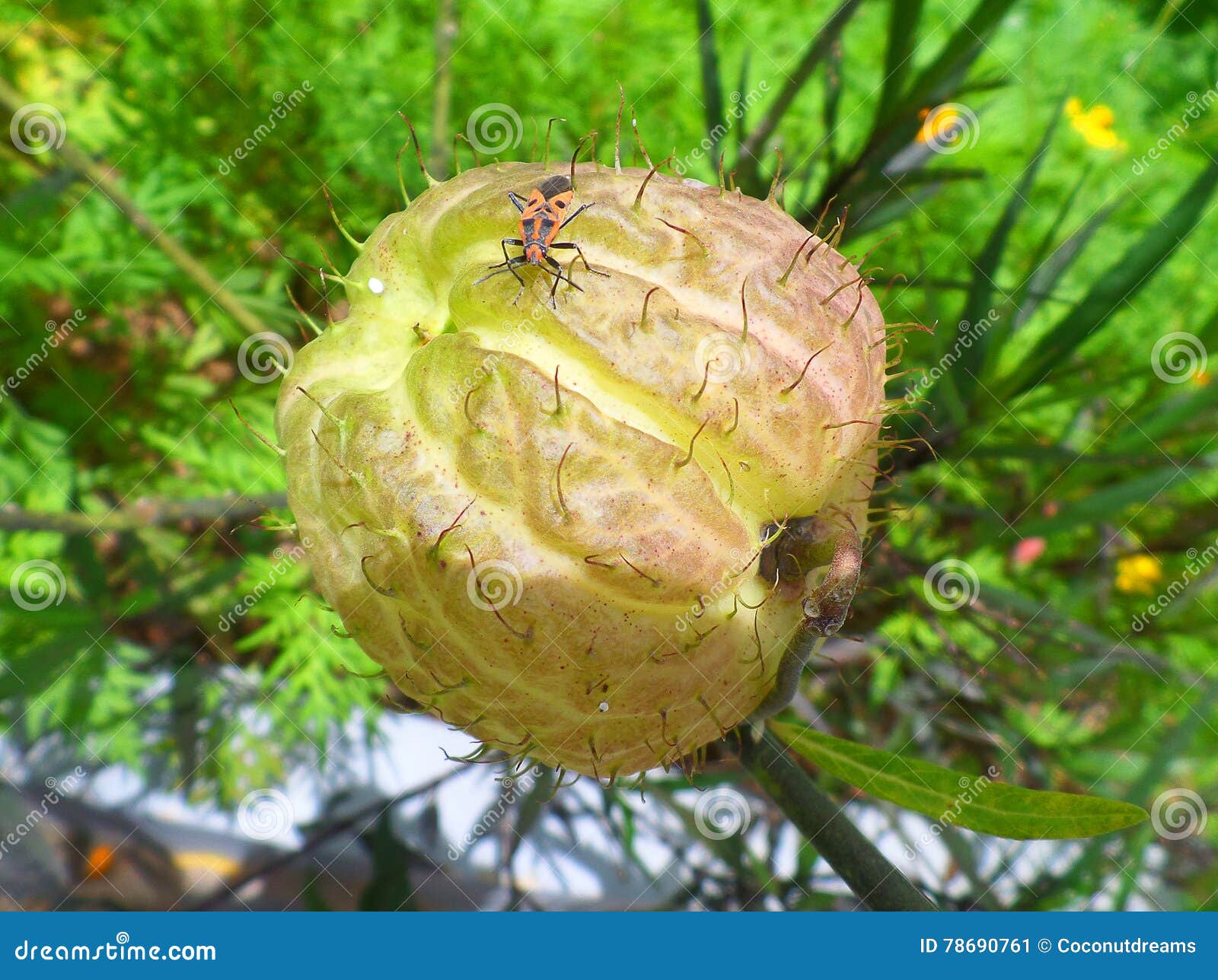 Petit Insecte Orange Sur Un Fruit Sauvage Tropical Vert Clair Image ...