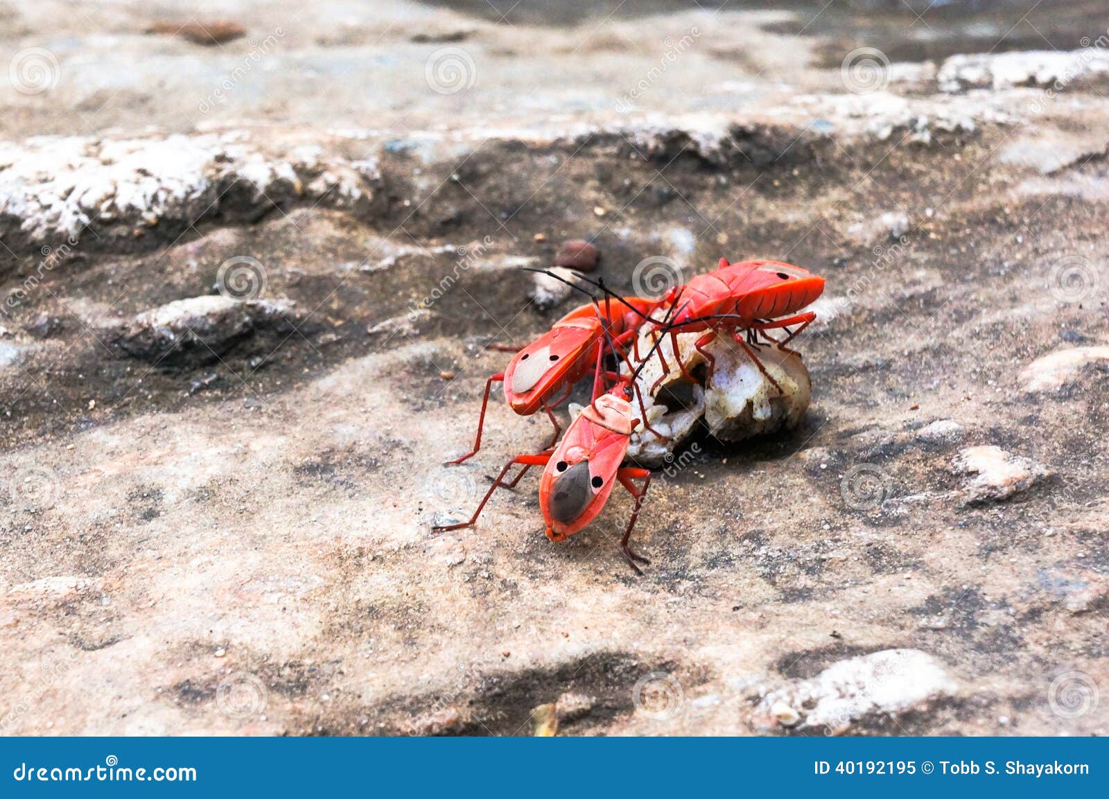 Petit insecte rouge image stock. Image du faune, prédateur - 40192195