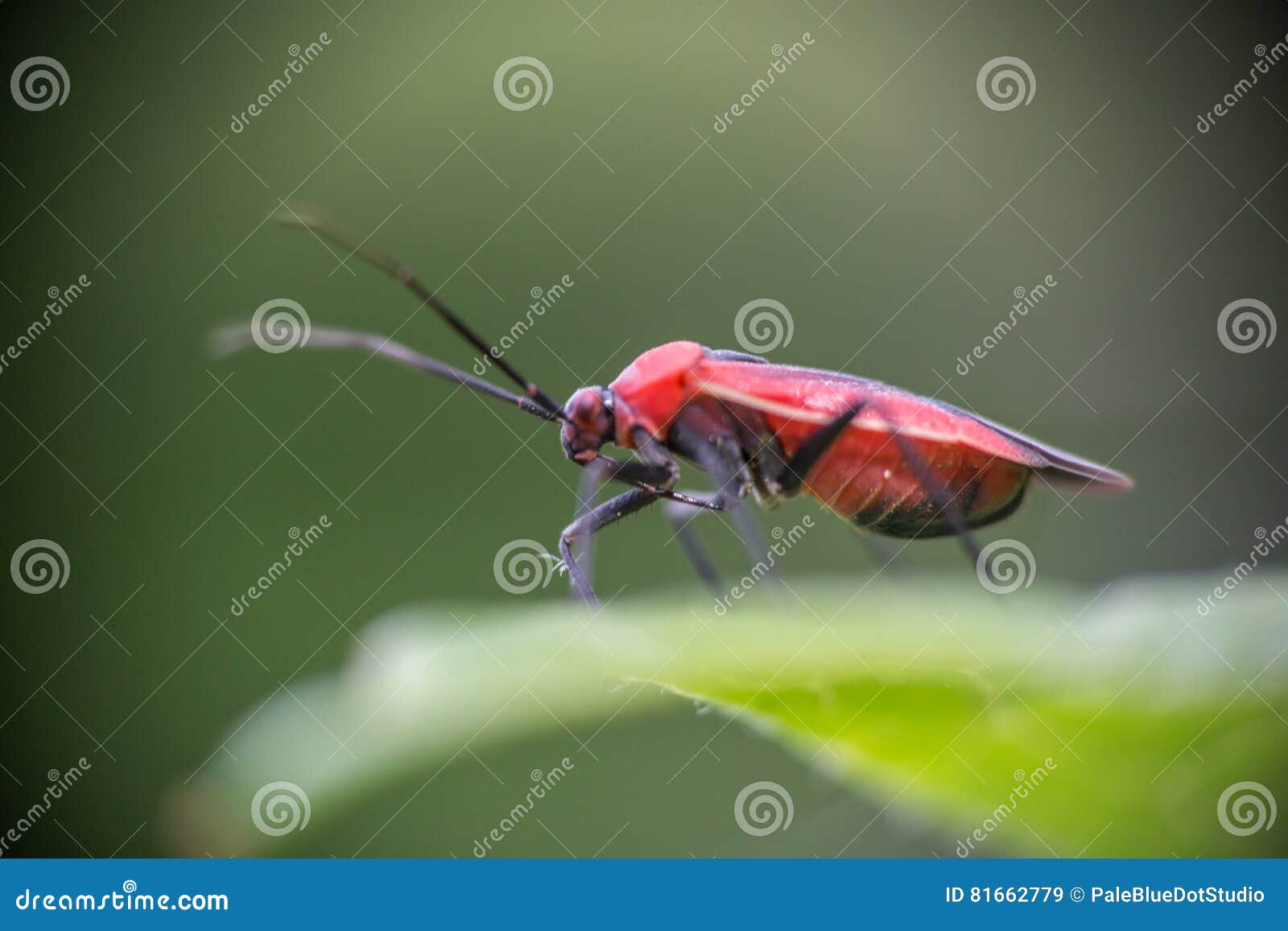 Petit Insecte Rouge Sur Une Feuille Verte 3 Image stock - Image du ...