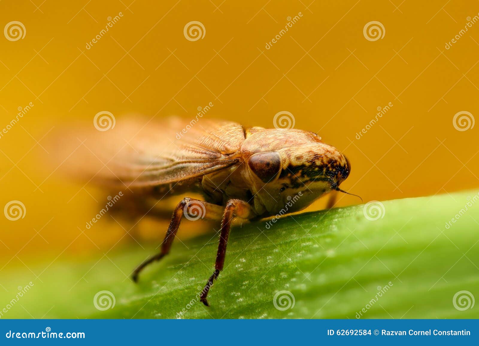 Petit Insecte Sur Une Feuille Photo stock - Image du entomologie ...