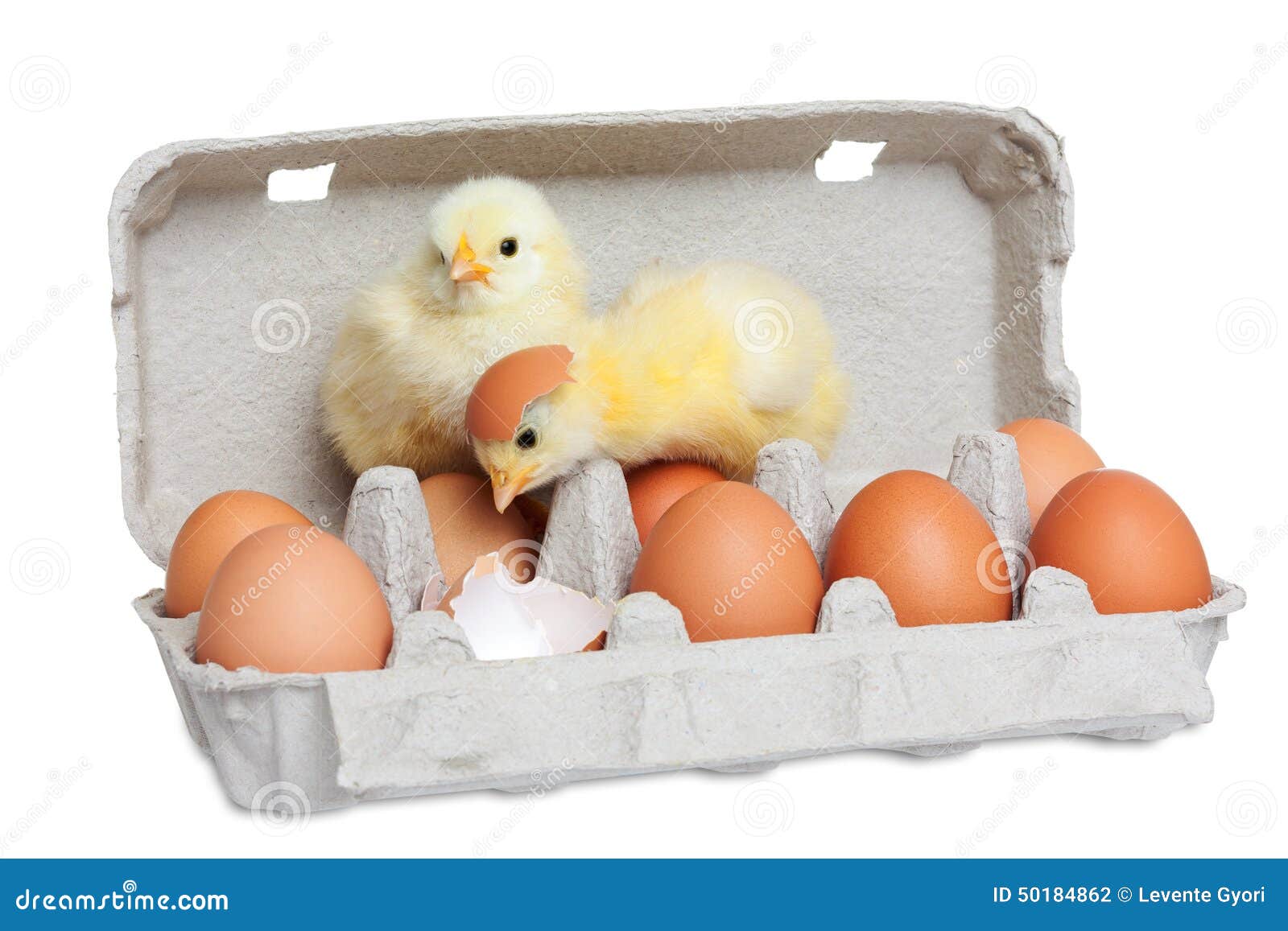 Adorable De Poussin Photos Stock - Téléchargez 896 Photos libres de droits