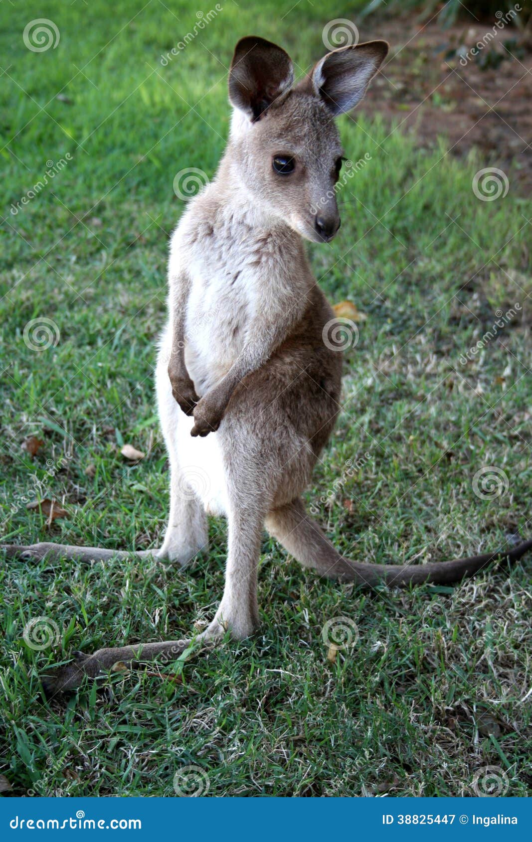 Petit kangourou image stock. Image du pose, oreille, humeur - 38825447