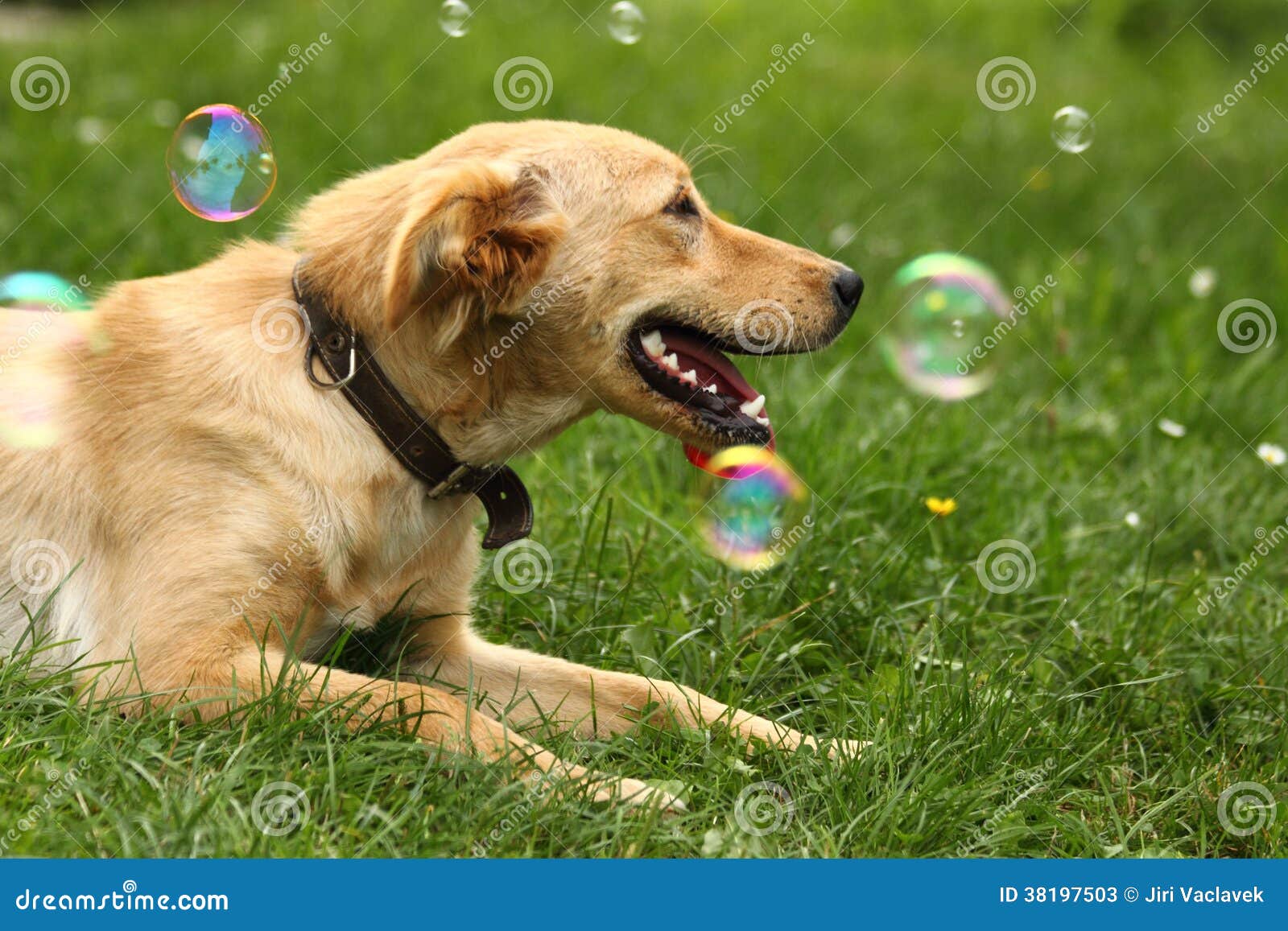 Petit Labrador Dans L'herbe Verte Image stock - Image du extérieur ...