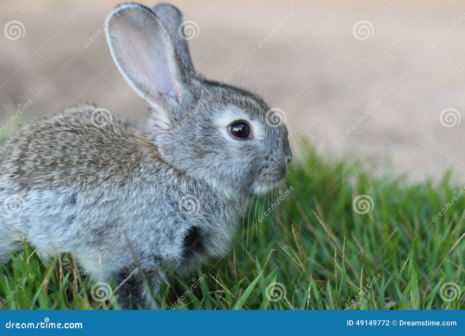 Petit lapin gris photo stock. Image du lapin, rongeur - 49149772