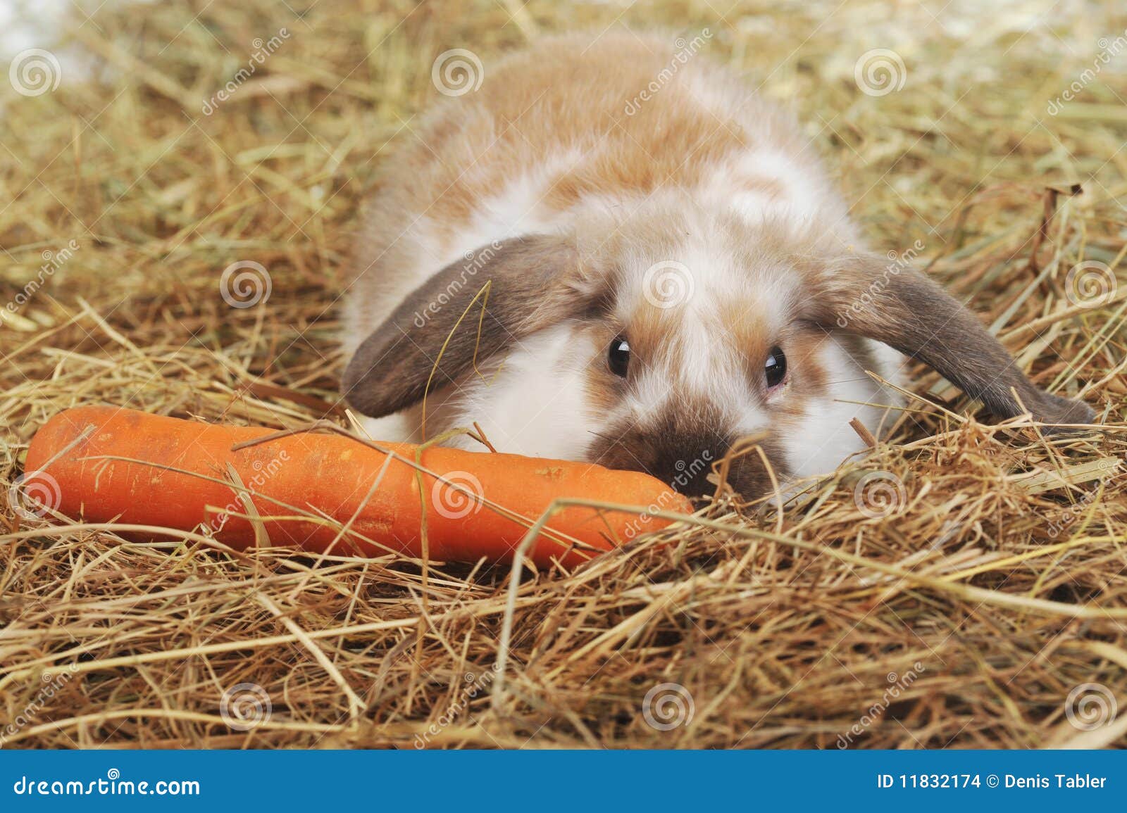 Petit lapin mignon photo stock. Image du bétail, nature - 11832174