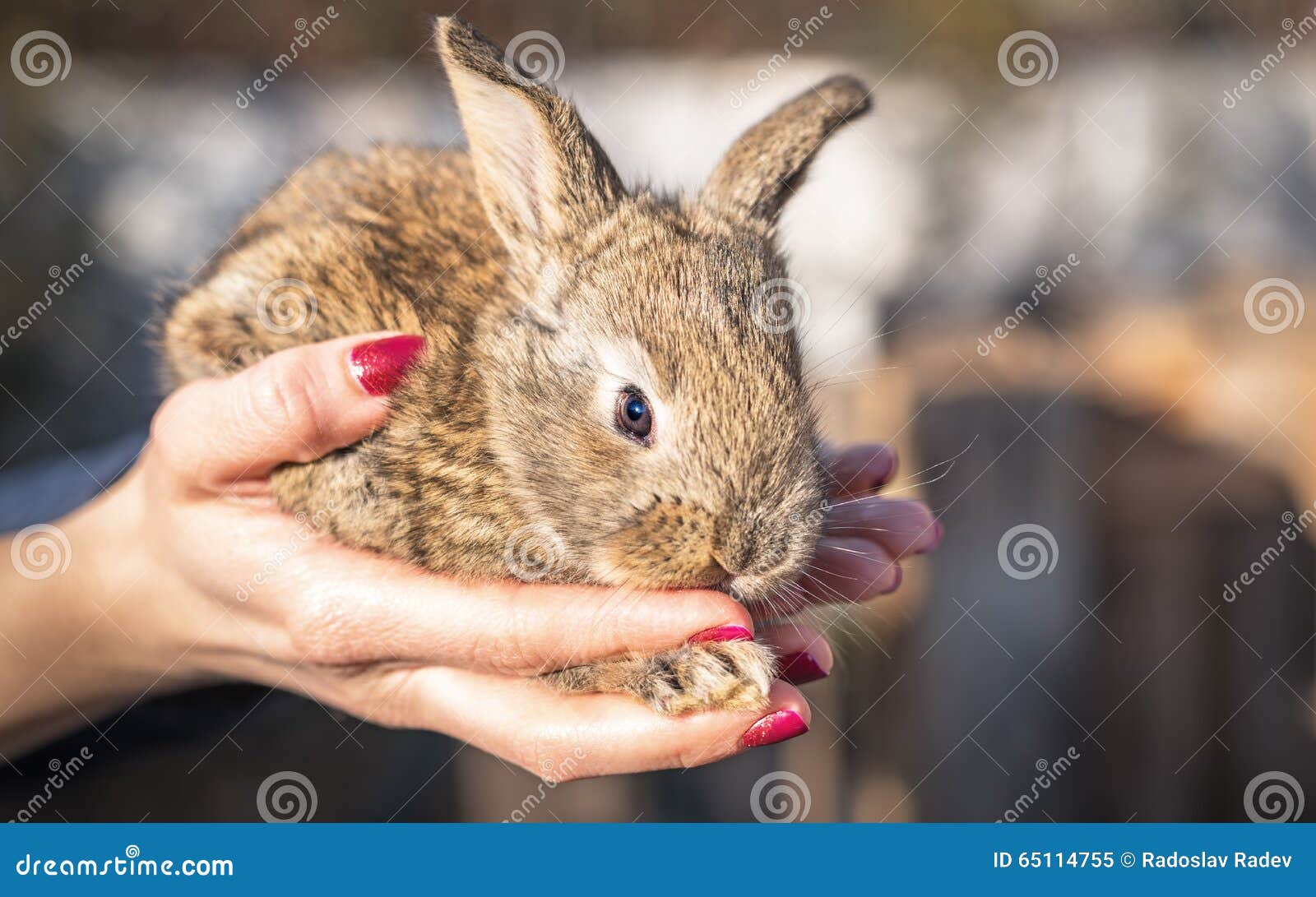 Petit lapin mignon image stock. Image du complètement - 65114755