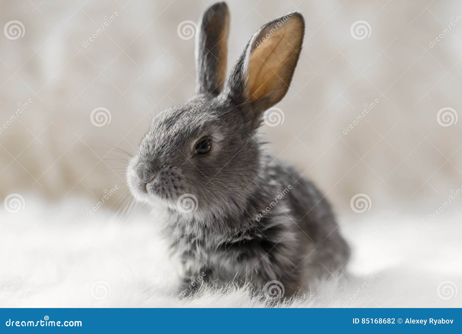 Petit Lapin Sur Un Fond Blanc Photo stock - Image du mammifère ...