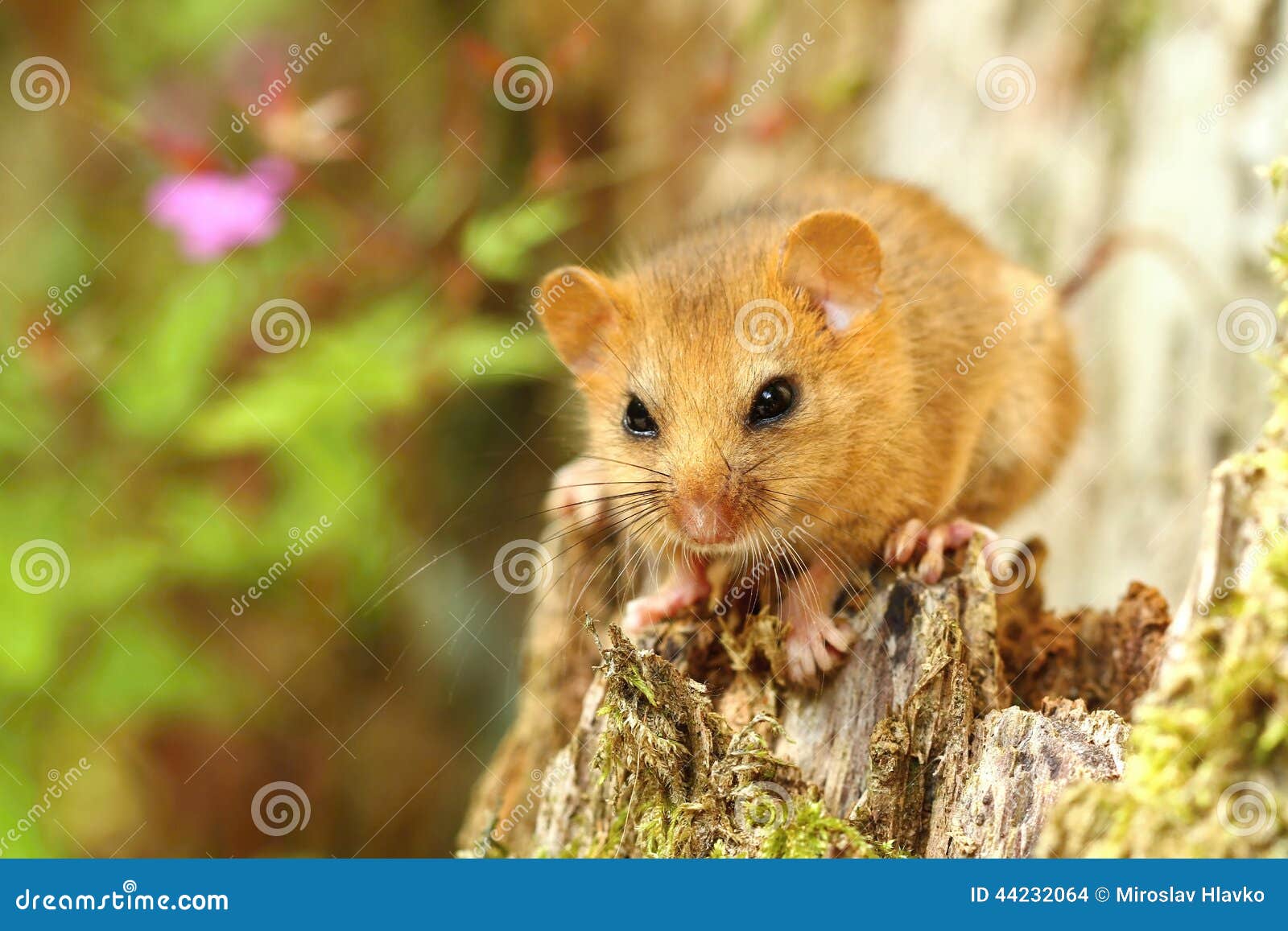 Petit loir photo stock. Image du animal, doux, rusé, mammifère - 44232064