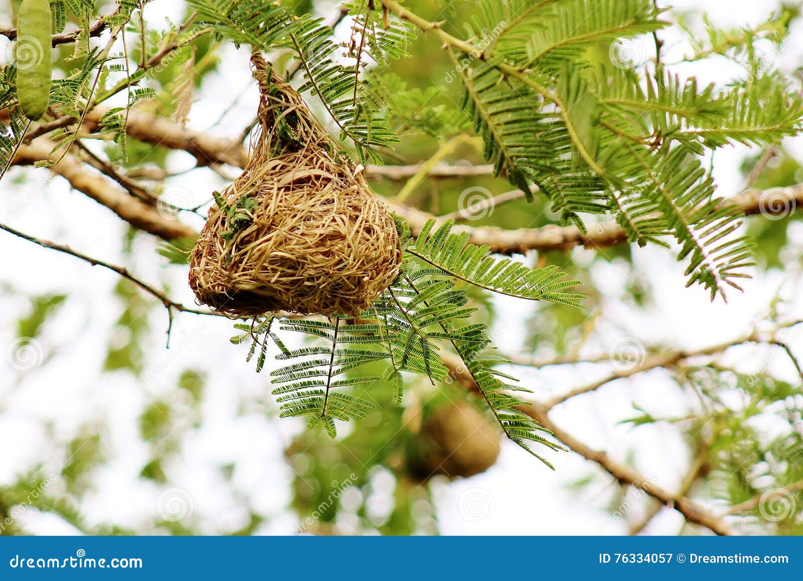 Petit nid d oiseau sur l arbre photos stock - Inscription Gratuite