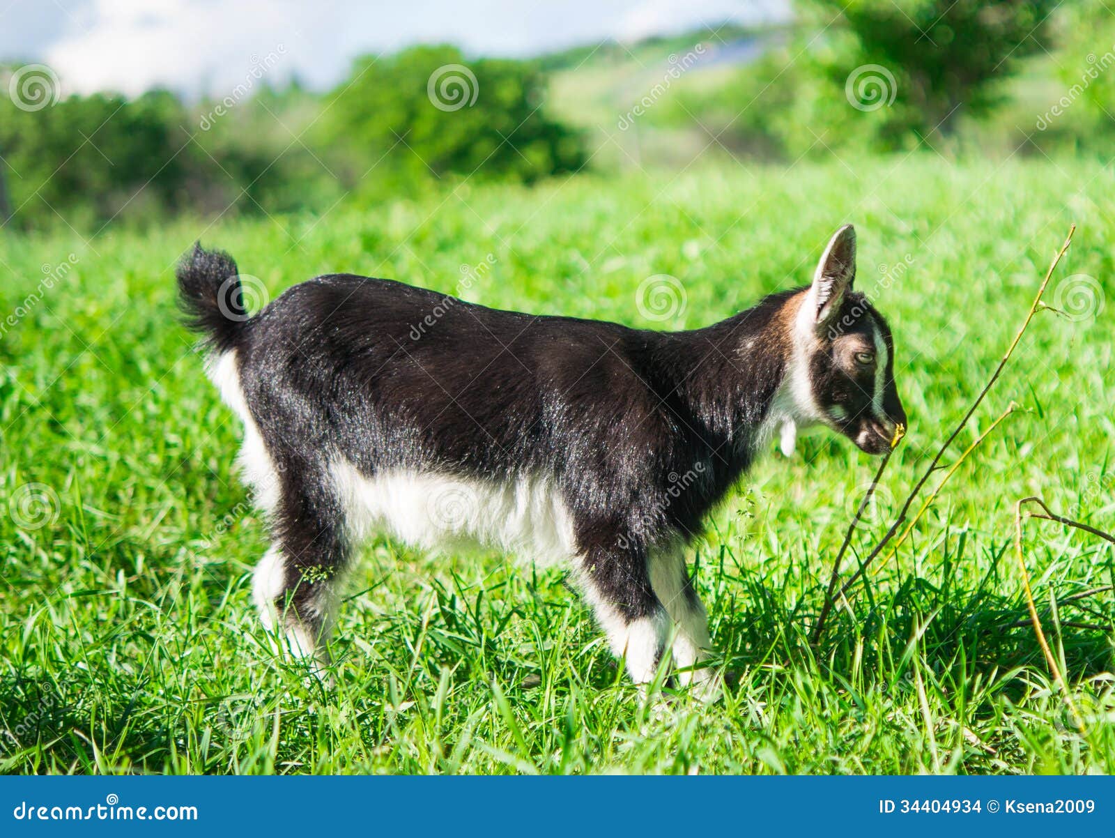 Petit pâturage de chèvre photo stock. Image du curieux - 34404934