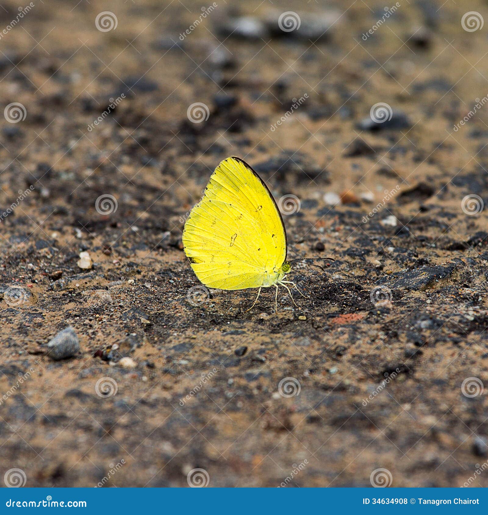 Petit papillon jaune photo stock. Image du nature, biologie - 34634908
